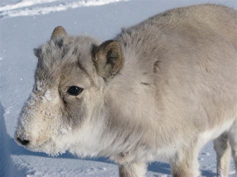 Монголоо бараадсан монгол бөхөн Wwf