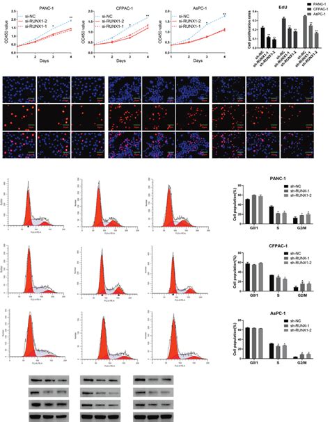 Runx1 Knockdown Significantly Inhibited Pc Cell Proliferation In Vitro