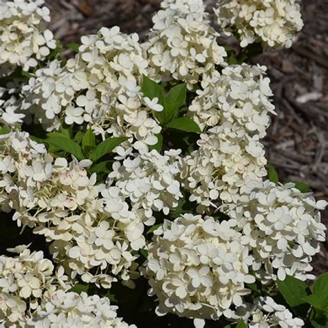 Hydrangea Panicle Tiny Quick Fire 2 Ted Lare Design And Build