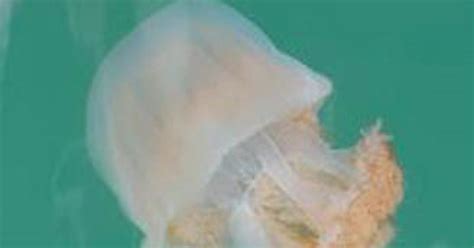 노무라입깃 해파리