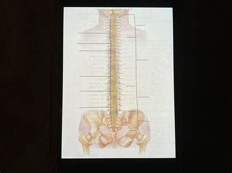 Spinal Cord Diagram Quizlet