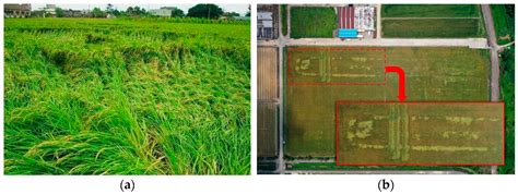 Modeling The Kinematic Response Of Rice Under Near Ground Wind Fields Using The Finite Element