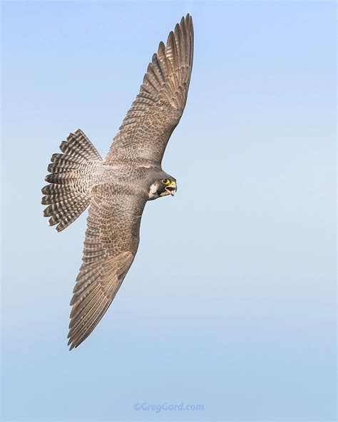 Peregrine Falcon Flying