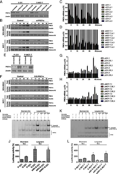 Selected Cells Survived By Induction Of Pgc1α Mediated Pmca Under