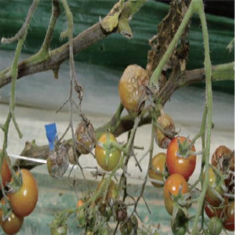 For Augmentation Object Detection Dataset By Kangwonuniversity