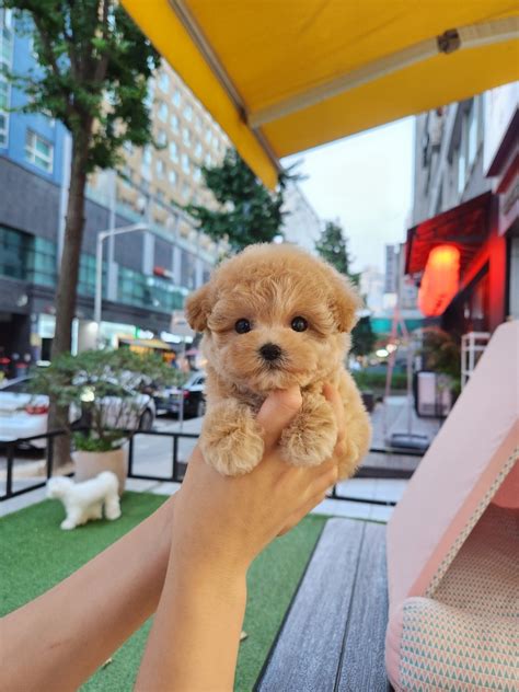 싸개싸개 무료강아지분양사이트