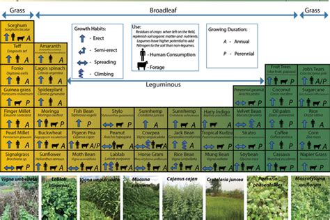 The Ultimate Guide To Intercropping Vegetables A Chart Of The Best