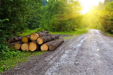 森林道路附近的高清图片下载 正版图片503229700 摄图网