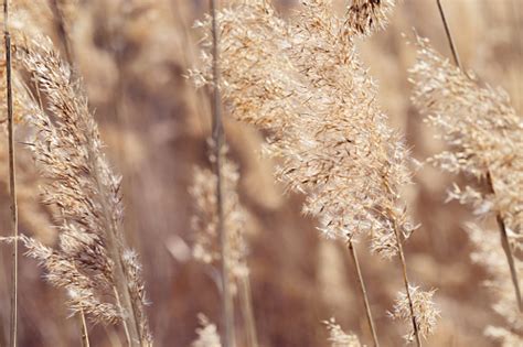 아름다움 자연 배경으로 건조한 식물 갈대 추상적 인 자연 배경 갈대 잔디 또는 팜파스 잔디 야외 일광 생활 스타일 자연 장면 유기농 디자인 포스터 소프트 포커스 0명에 대한