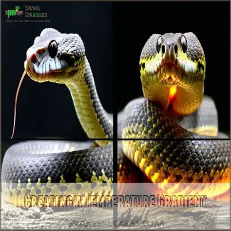 Ball Python Heat Source Options Is Your Snakes Tank Too Cold