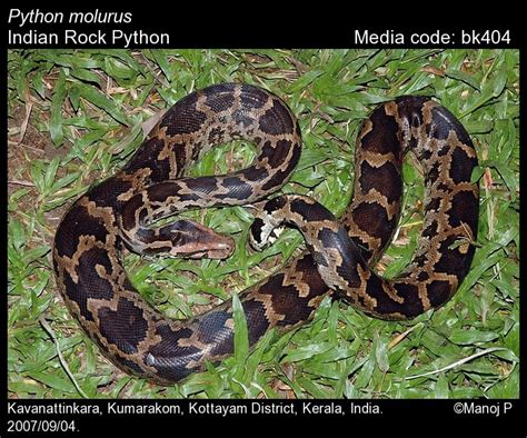 Python Molurus Linnaeus 1758 Indian Rock Python Reptiles