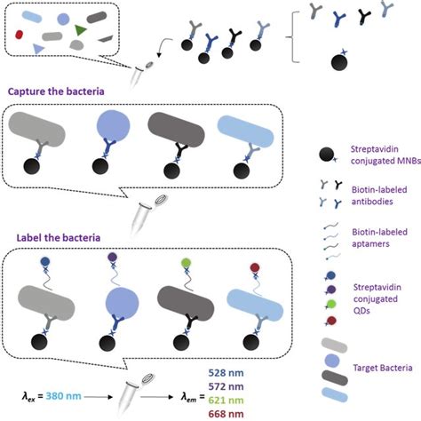 Diagram Of The Multiplex Assay For Simultaneous Detection Of Four Download Scientific Diagram