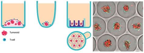 in vitro t cell killing assay protocol