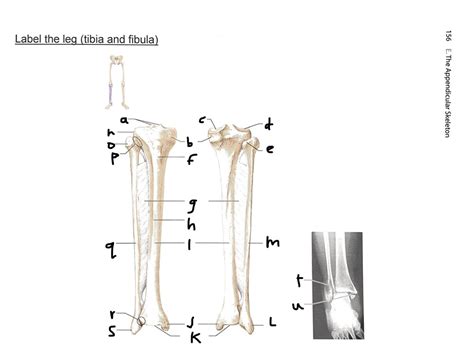 Tibia And Fibula Diagram Quizlet