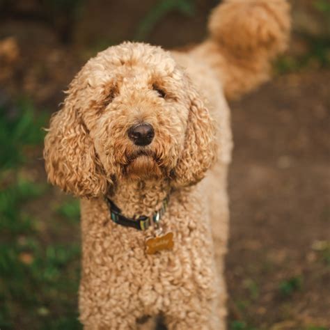The Groodle 🐾 Your Complete Guide Happy Go Doodle®