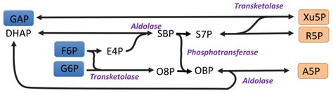 Pentose Phosphate Pathway Reactions In Photosynthesizing Cells