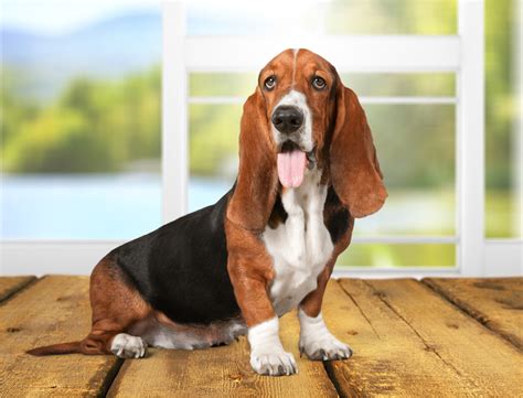 Basset Hound Breed Information Guide Photos Traits And Care Bark Post