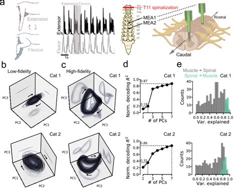 Spinal Interneuron Population Dynamics Underlying Flexible Pattern