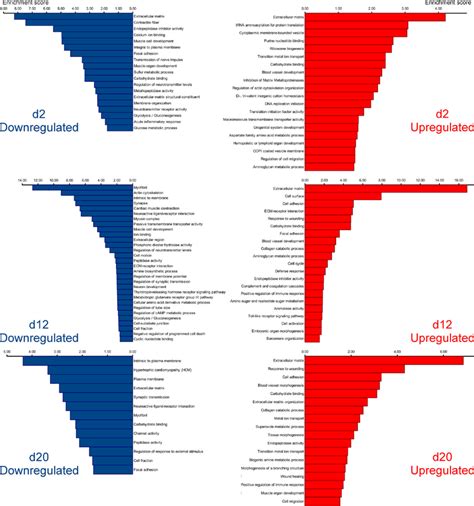 Diagram Showing Clustering Of Functional Annotation Terms Associated Download Scientific