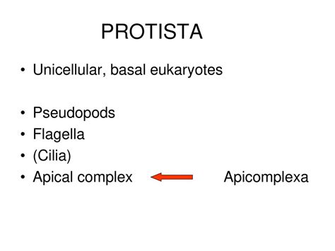 Schedule Of Activities Ppt Download