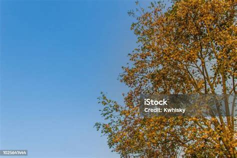 녹색 잎와 스카이 버마 Padauk 나뭇가지 텍스트 위한 공간을 복사합니다 Pterocarpus Macrocarpus 또는 버마 Padauk는 동남 아시아의 열 대 숲에