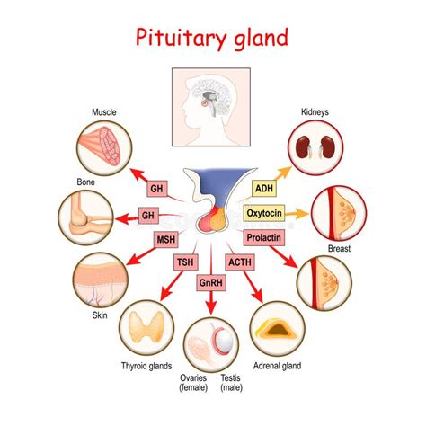 Anterior Pituitary Hormones