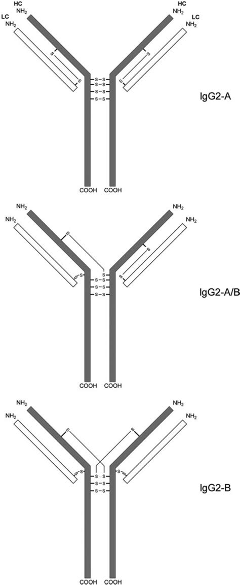 Simplified Models Of Igg2 Disulfide Isoforms Igg2 Antibodies