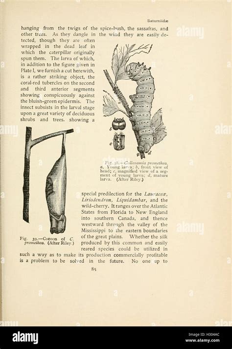 A Comprehensive Guide To Moth Species Detailing Their Characteristics