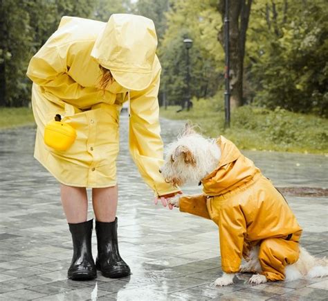 Черни изпражнения при кучета на какво се дължат Всичко за жената