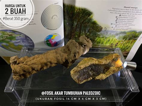 Fosil Akar Tumbuhan Paleozoic C13 Atau Fosil Ranting Pohon Atau Fosil Tumbuhan Semi Crystal