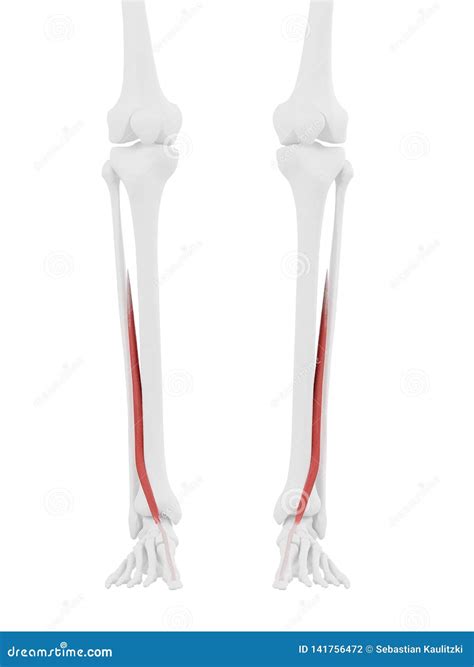 The Extensor Hallucis Longus Stock Illustration CartoonDealer Com 141756472