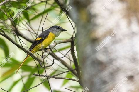 Grey Throated Winivet Ibirding