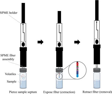 The Three Steps In The Application Of Headspace Solid‐phase Download Scientific Diagram