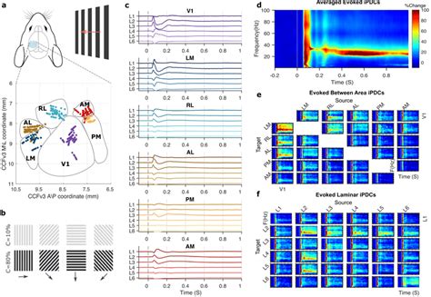 Visual Stimuli Evoke Large Scale Activity And Functional Interactions Download Scientific