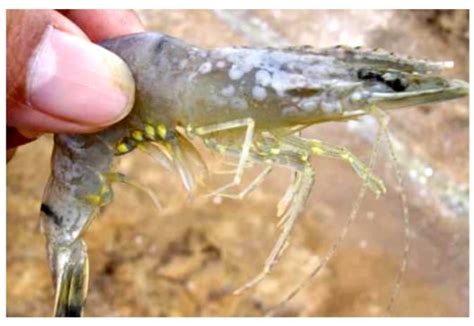 Modified Wssv Data Object Detection Dataset By Prawn Detection