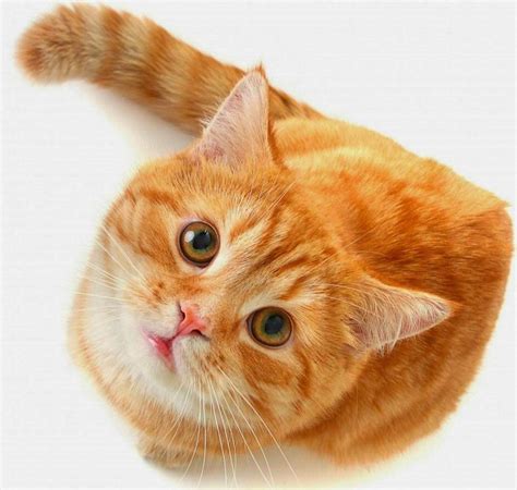 Macja është Kafsha Shtëpiake Më E Vjetër Abc News