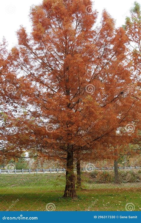 This Tree Has Changed To A Reddish Type Color On This Fall Afternoon Stock Photo Image Of