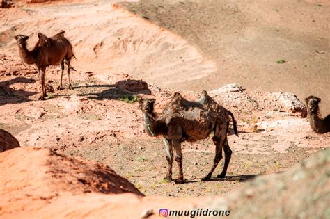 Баянзаг Өөр нэр нь Ногоон гэр байгалийн баримтат цуврал