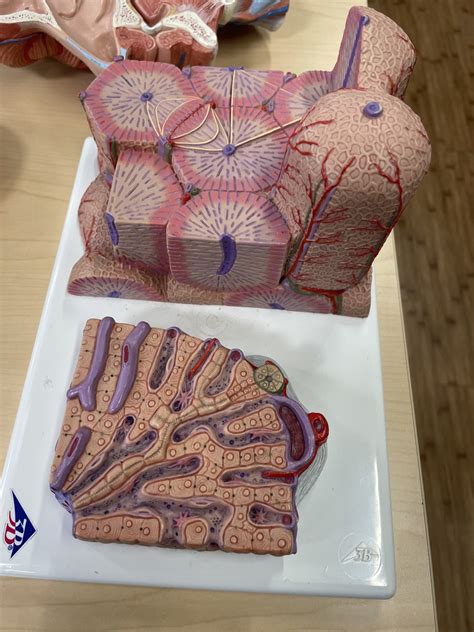 Liver Histology Diagram Quizlet