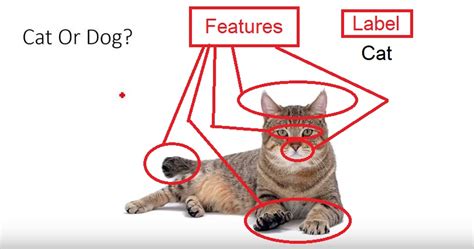 Introduction To Classification Along With Prerequisites Programmer Prodigy