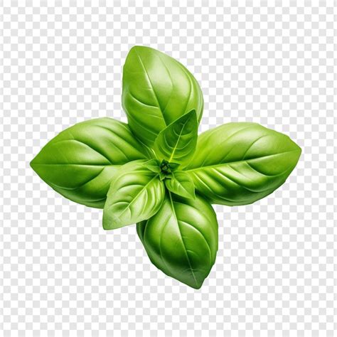 투명 배경에 고립 된 바질 꽃 무료 Psd 파일