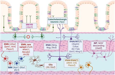 Putative Markers Of Ens Cell Subtypes Novel Genetic Markers Of Enteric