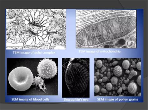 Fluorescence And Electron Microscope Pptx