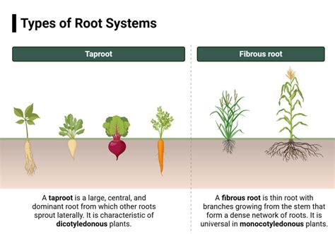 Plant Roots Structure Types And Essential Functions