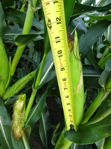 The Perennial Agriculturalist Gmo And Artificial Selection