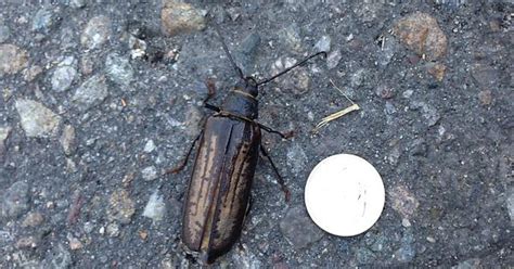 Beetle I Found Outside Work Today I Didnt Have A Banana For Scale So I Used A Quarter Deal