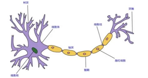 神经元的结构简图 元简图怎么画 元示意图 第6页 大山谷图库