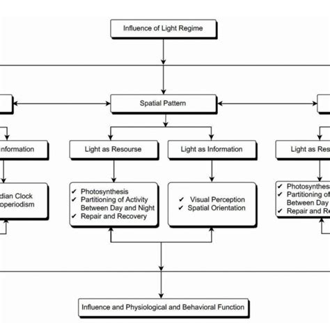Figure Schematic Representation Of The Influence Of Light As Both Download Scientific Diagram