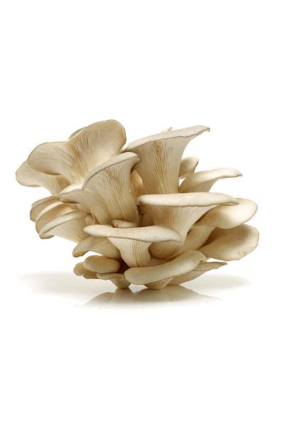 Oyster Mushrooms E Armata Inc
