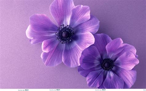 🔥 Free Download Hd Wallpaper Purple Flower Border Desktop Flowers By